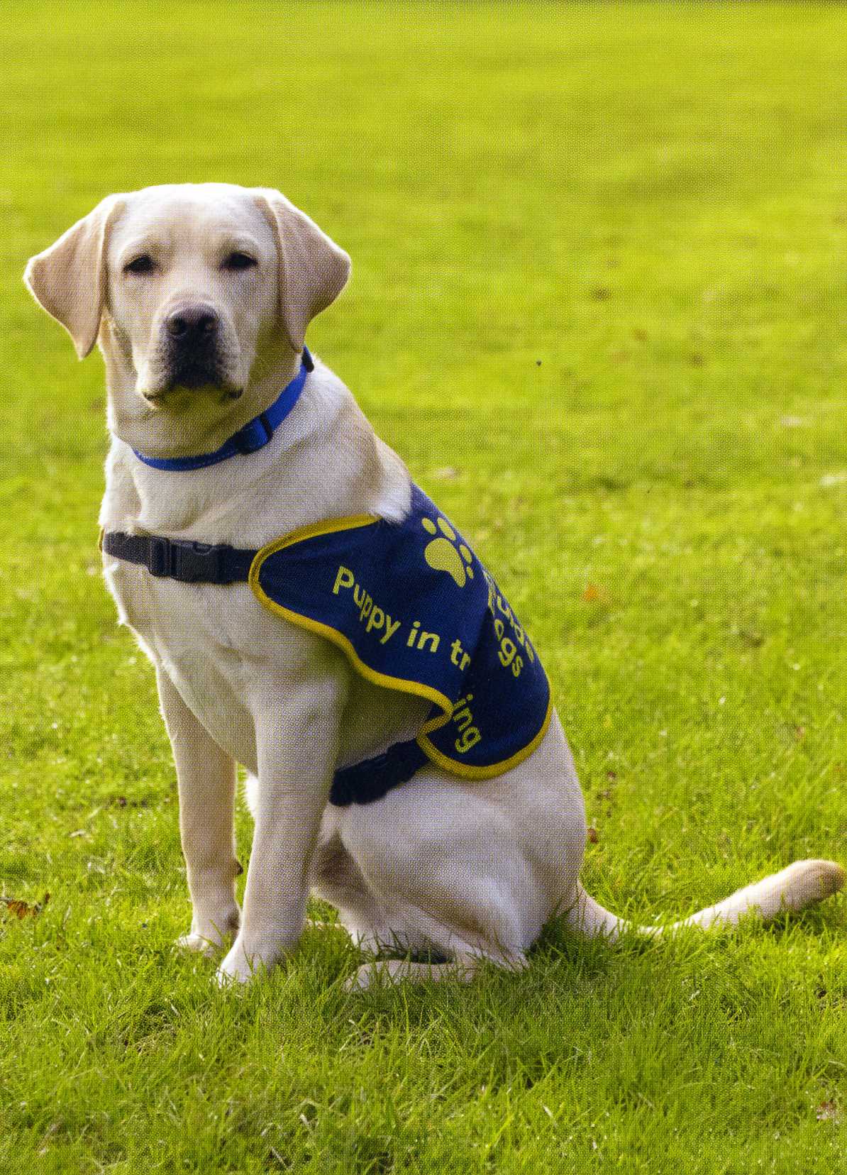 Our Second Guide Dog Puppy – Connaught Masonic Lodge No. 3573